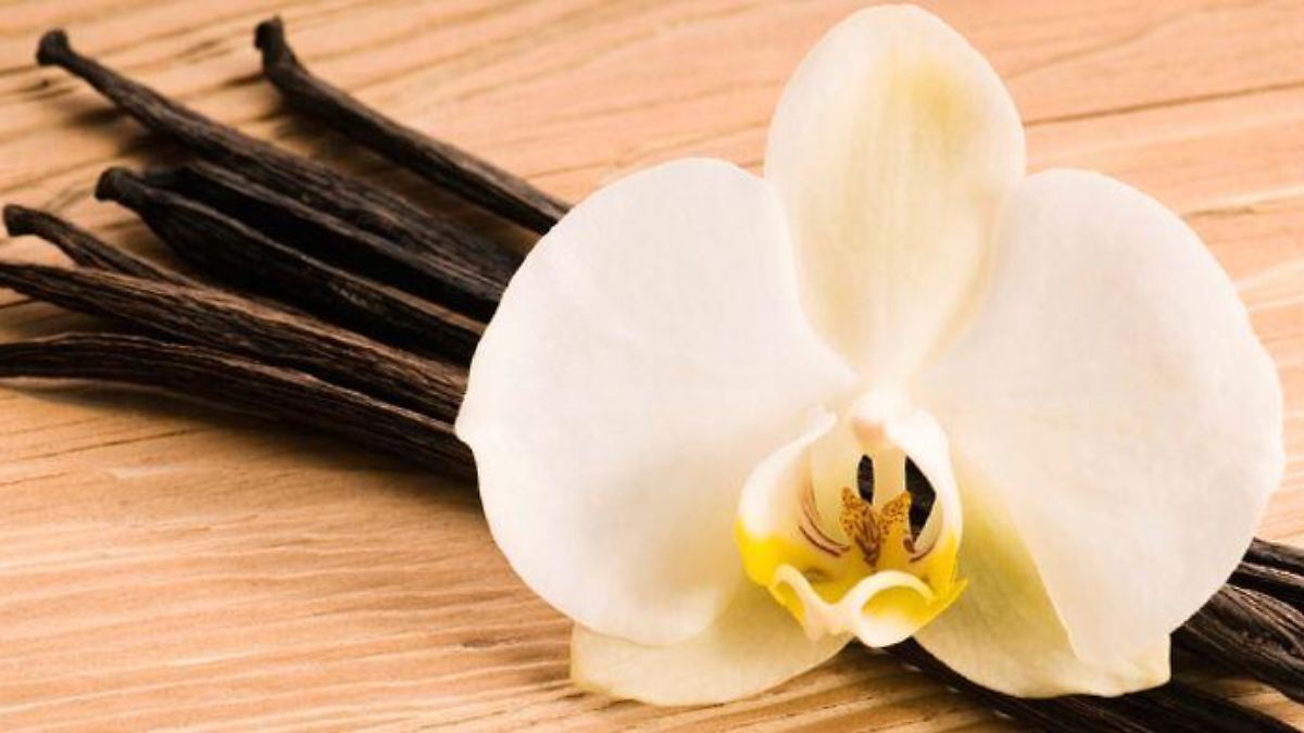 La leyenda de la vainilla, así nació esta flor - Diario de Querétaro ...