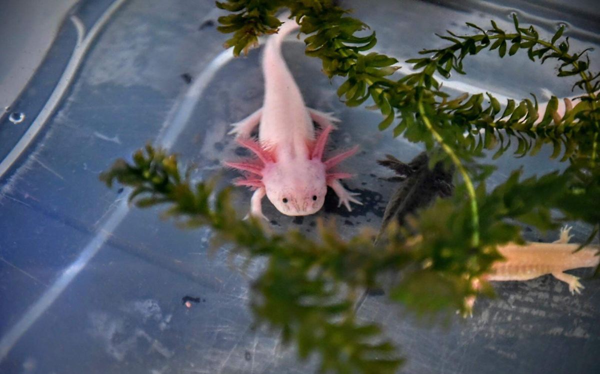 Ajolote mexicano qué cuidados se debe tener con este anfibio de mascota ...
