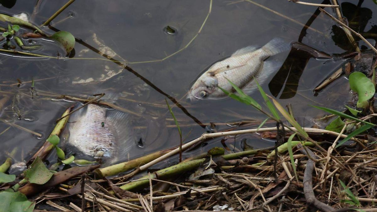 Exigen investigar mortandad de peces en el sistema lagunar del ...