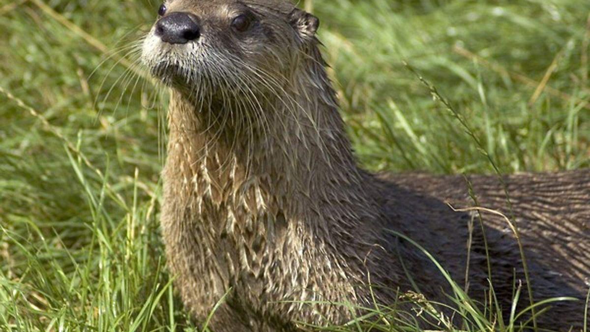 Nutria de rio una especie que habita en los rios - El Heraldo de ...