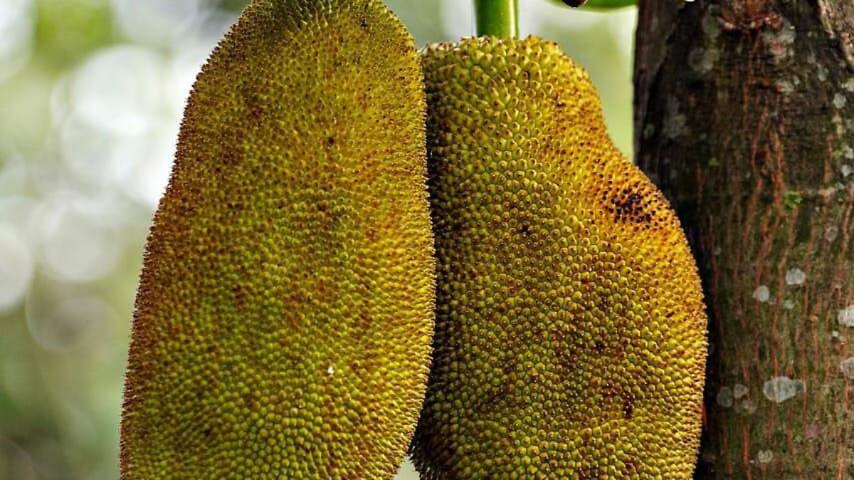 Qué beneficios tiene la semilla de yaca - El Heraldo de Chiapas ...