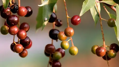 Capulines Fruta