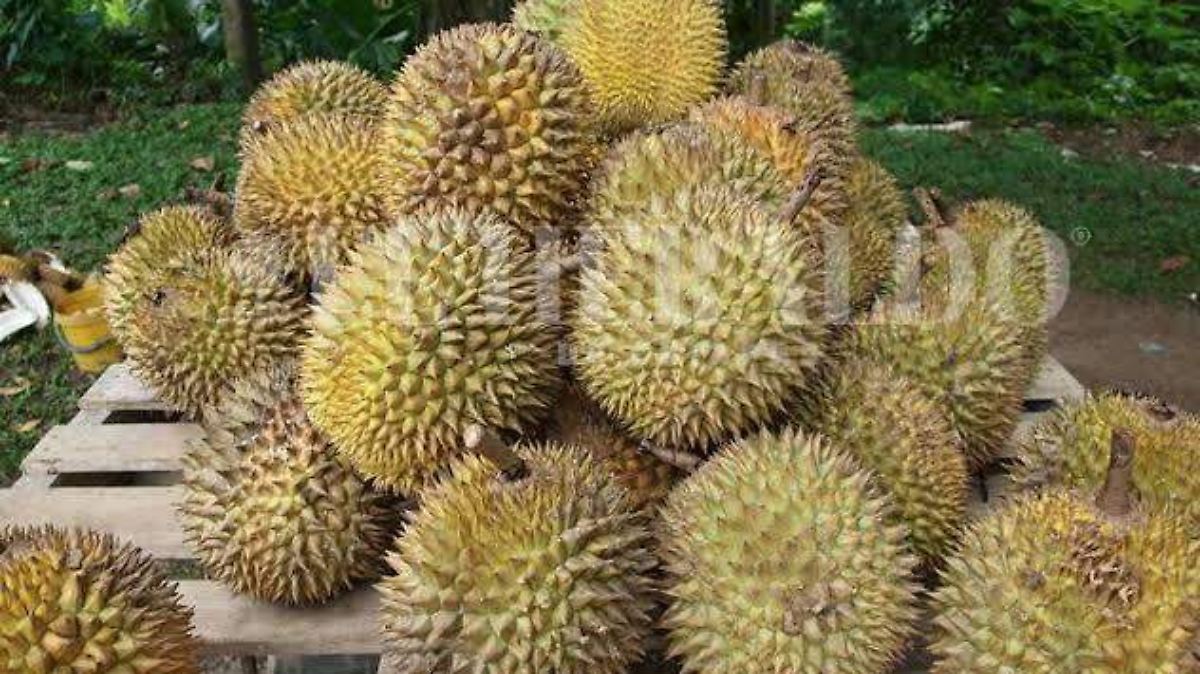 Que son las anonas y cuales son sus beneficios - El Heraldo de Chiapas ...