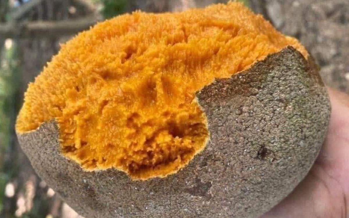 Que es el sunzapote fruta de los altos de chiapas - El Heraldo de ...