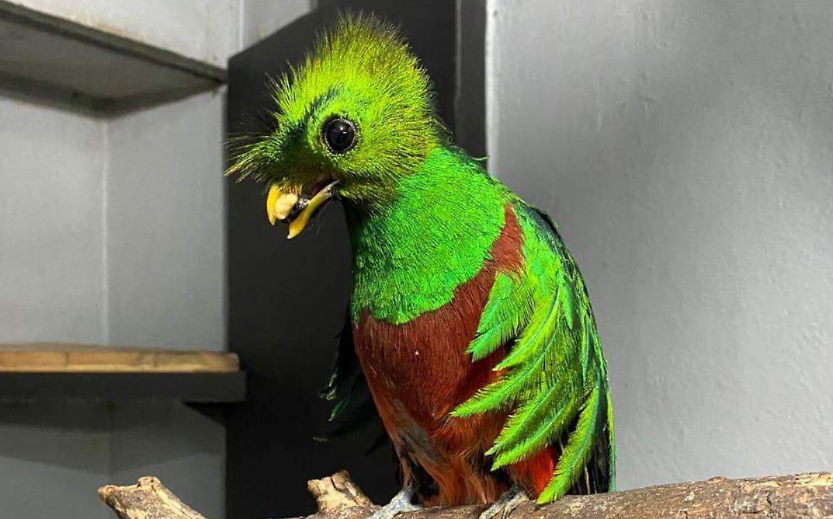 Animales de chiapas en peligro de extincion - El Heraldo de Chiapas ...