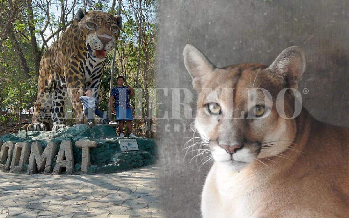 tuxtla gutierrez zoomat nuevas especies en el recinto - El Heraldo de ...