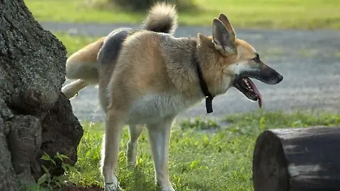 Por Qué Mi Perro Patea Las Patas Traseras Después De Hacer Caca
