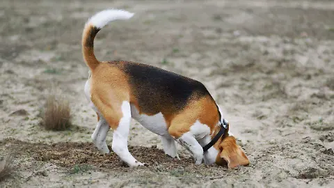 Por Qué Los Perros Patean Después De Hacer Caca