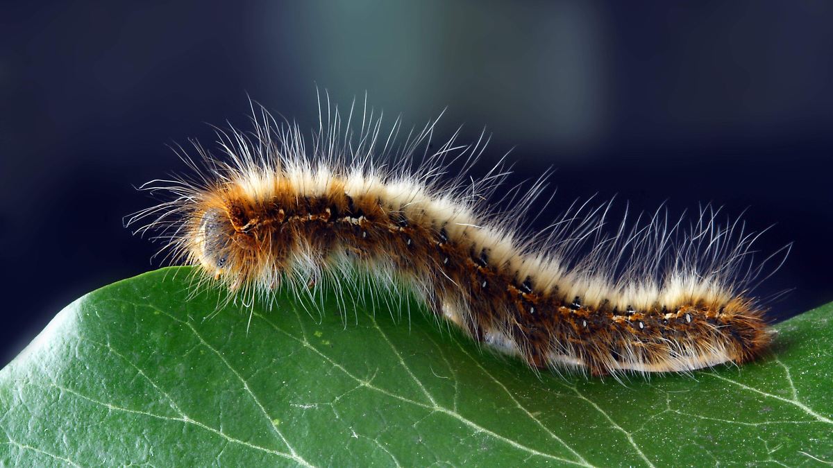 Gusano quemador: por qué debes tener cuidado con estos insectos - El ...