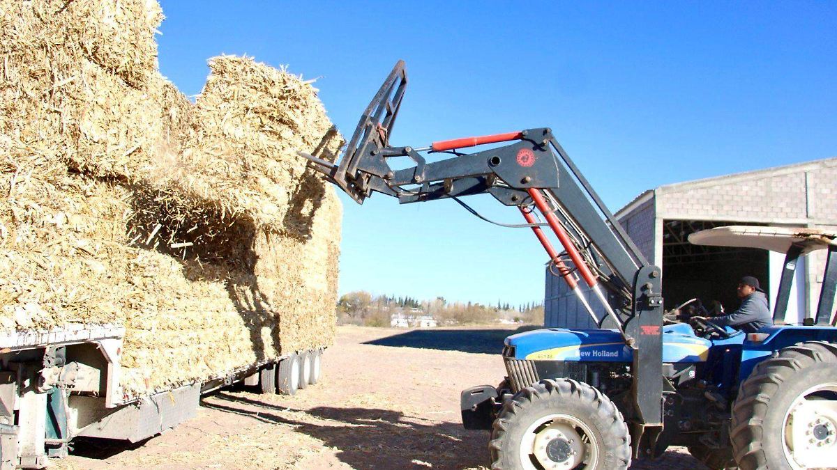 Impulsan programa de pacas de rastrojo de maíz en Saucillo - El Heraldo ...