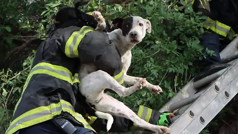Bomberos Salvando Perros 15 Bomberos Que Arriesgaron Sus Vidas Para
