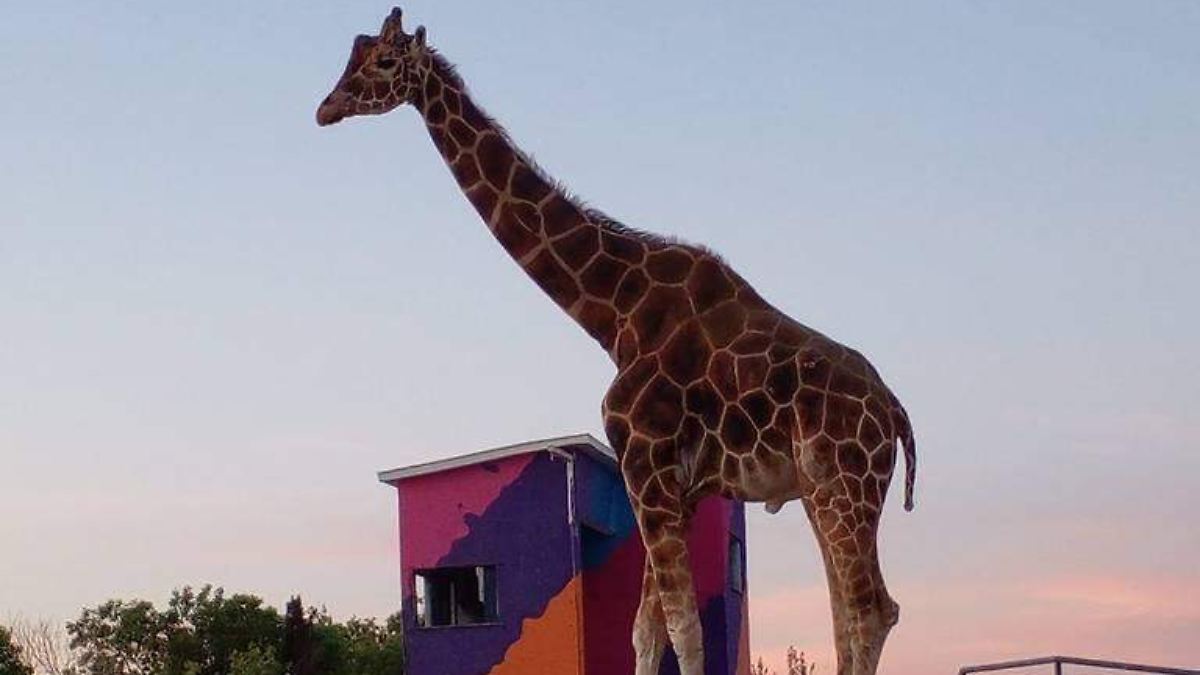 Modesto: Así fue la vida de la jirafa que vivió en el parque Parque ...