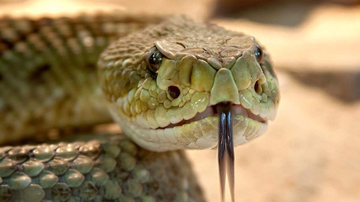 ¿Víbora, culebra o serpiente? Principales diferencias - El Heraldo de ...