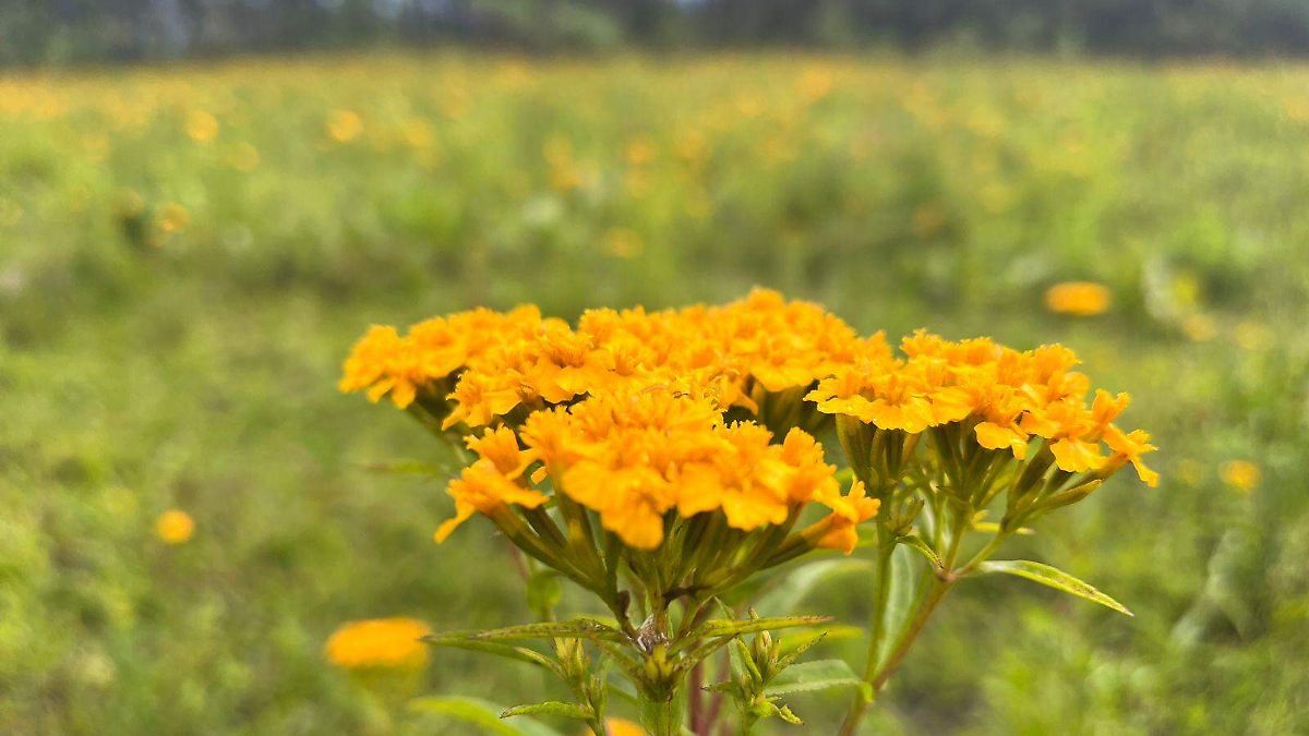 Flor de pericón, tejocote y toronjil llenan campos de Chilpancingo - El ...