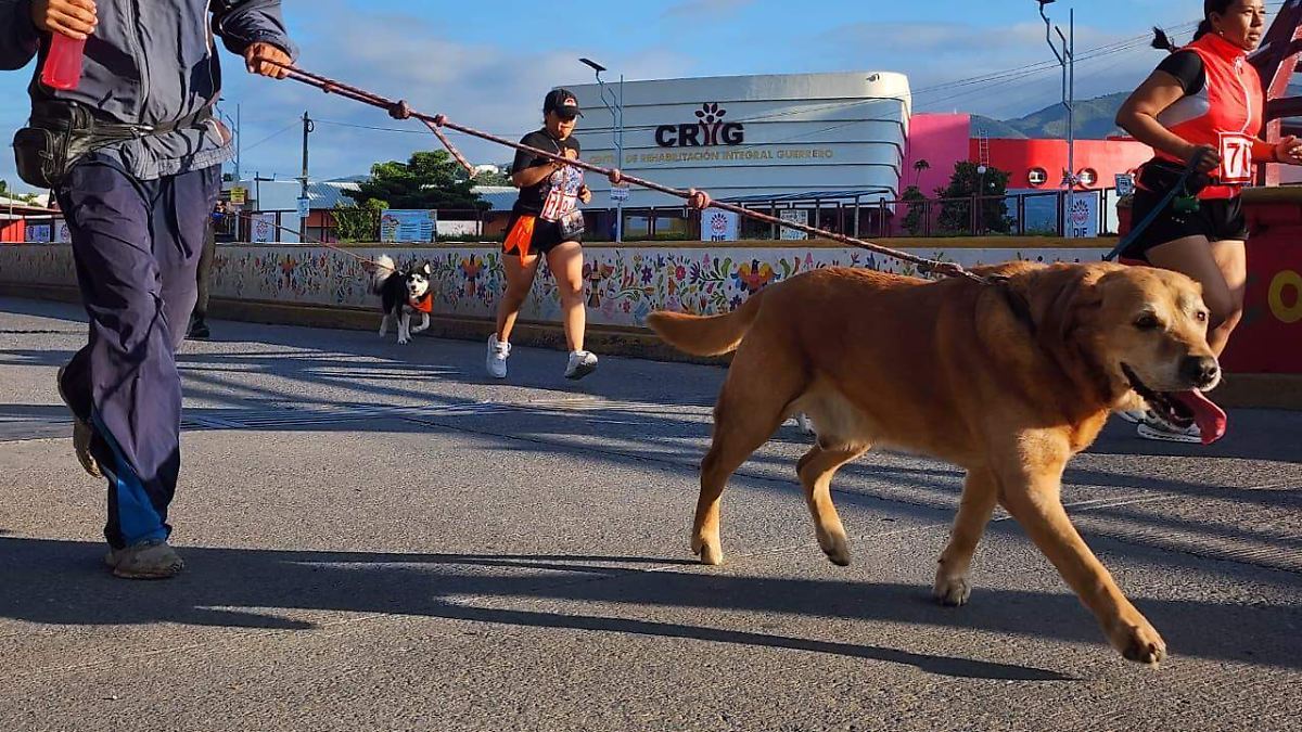 Denuncian otro caso de maltrato animal en Tierra Caliente, Guerrero ...