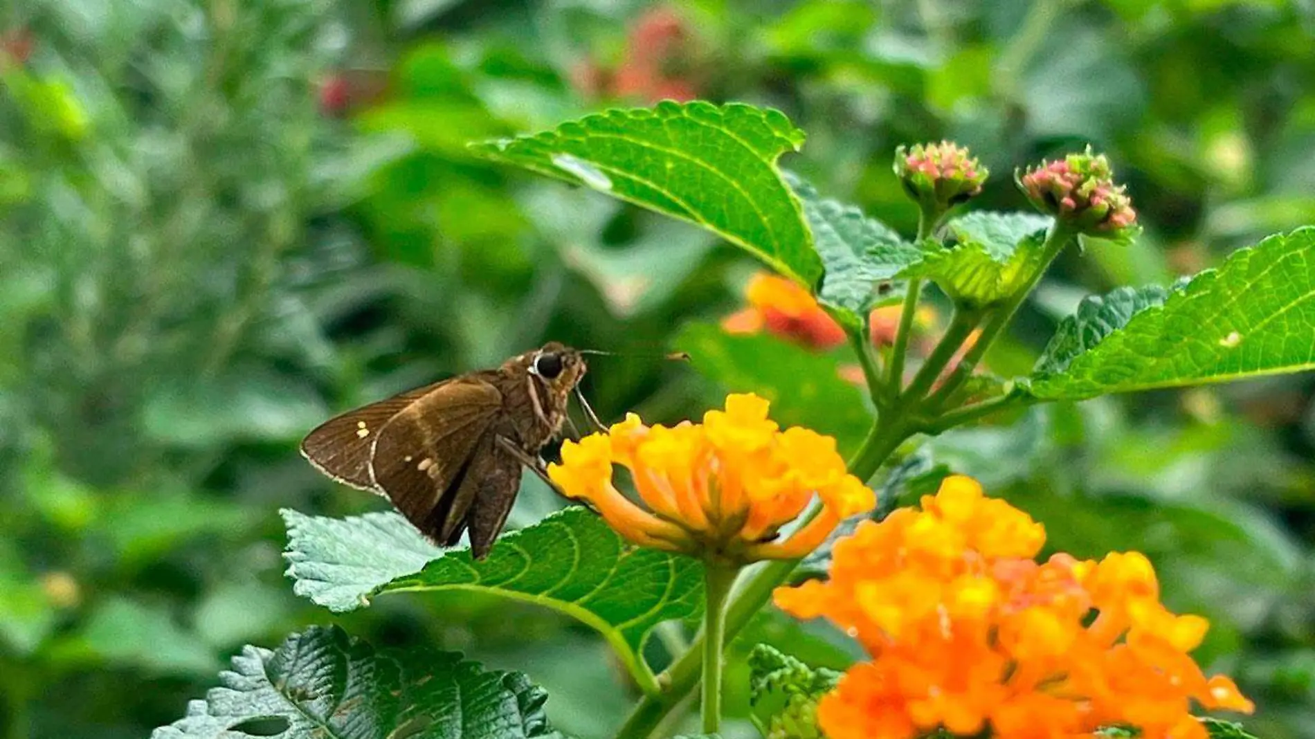 Dormilona: conoce a esta la ‘veloz’ planta que es familiar del frijol ...