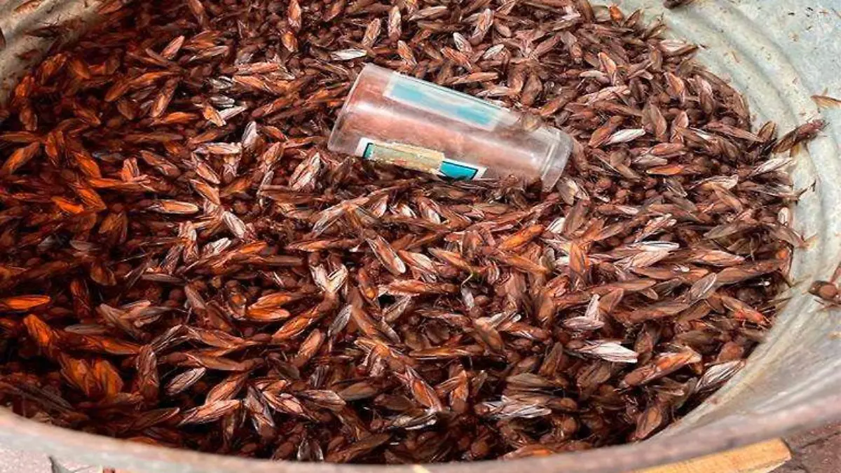 ¿Por qué los capibaras son los animales más sociables del mundo? - El ...