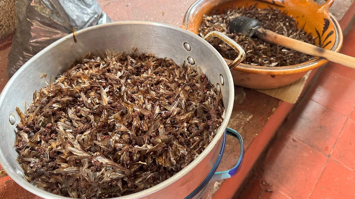 Chicatanas, el ingrediente ancestral mexicano que se usa en tacos ...
