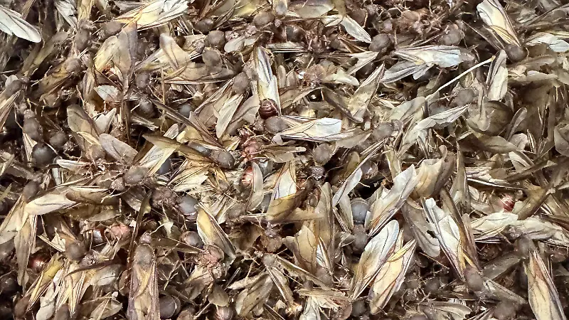Chicatanas, el ingrediente ancestral mexicano que se usa en tacos ...