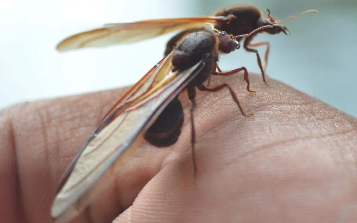 Conoce más acerca de las hormigas de San Juan o chicatanas - El Sol de ...