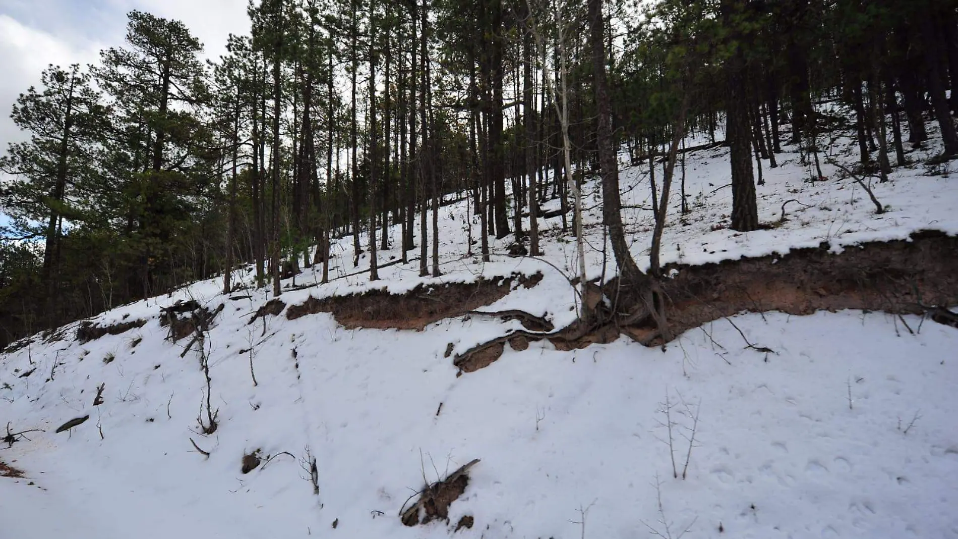 Los Canelos de Durango, leyenda viva del regional mexicano - El Sol de ...