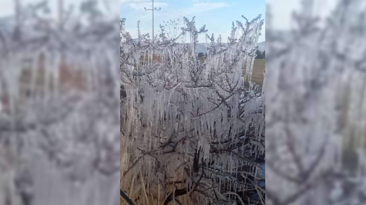 Heladas benefician huertos de manzano - El Sol de Durango | Noticias ...
