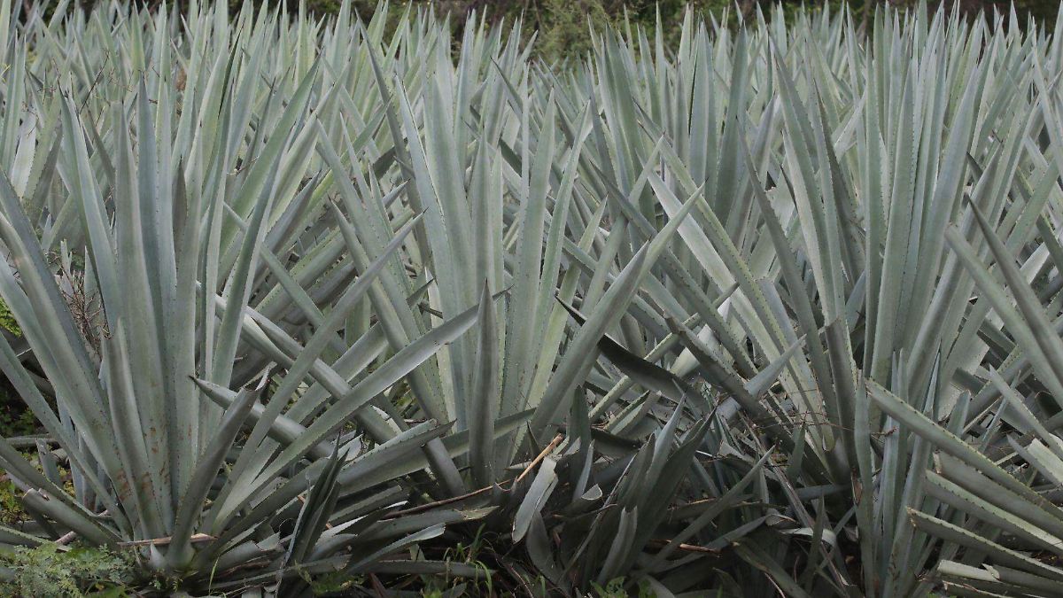 Noche con sabor a agave: premian a los mejores mezcales de México - Aderezo