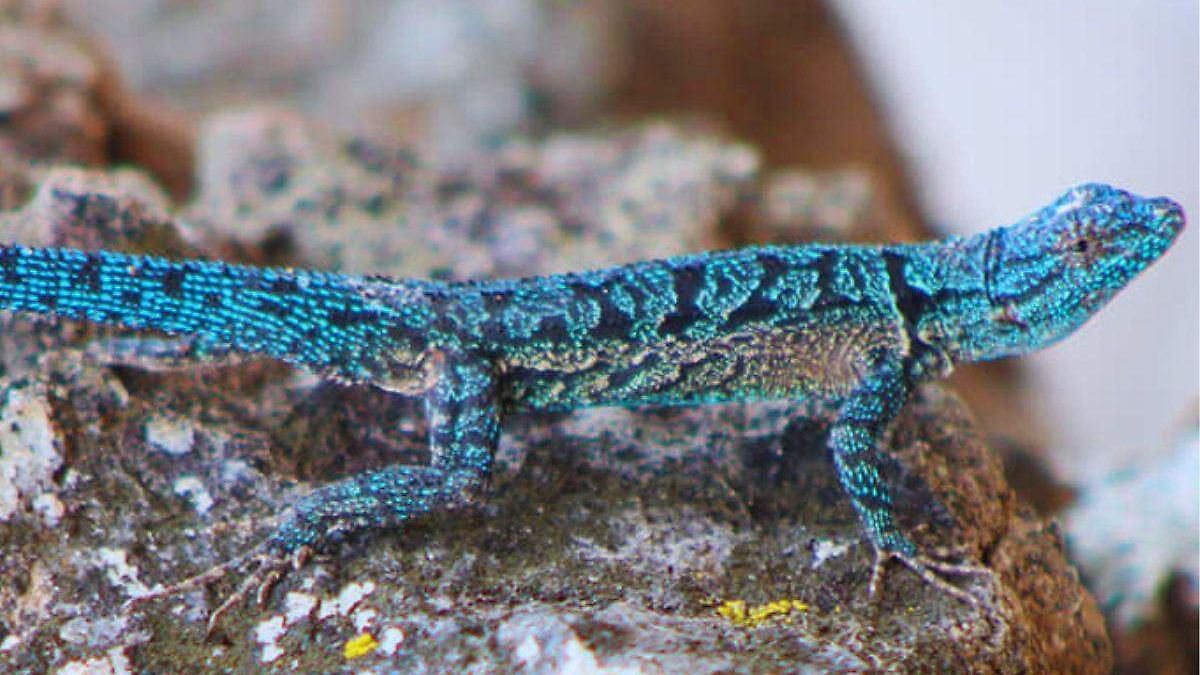 La cachora más bonita de Sonora es de color azul: Rada SC capta el ...