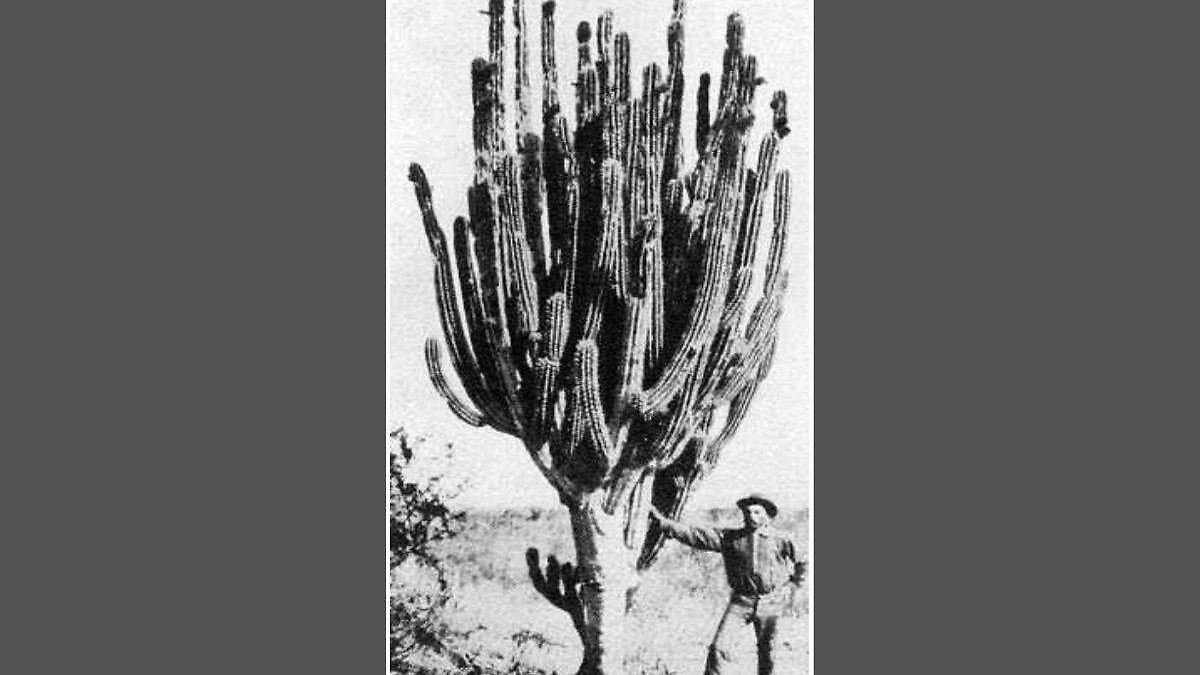 Saberes del Monte | Esbozo del Etcho - El Sol de Hermosillo | Noticias ...