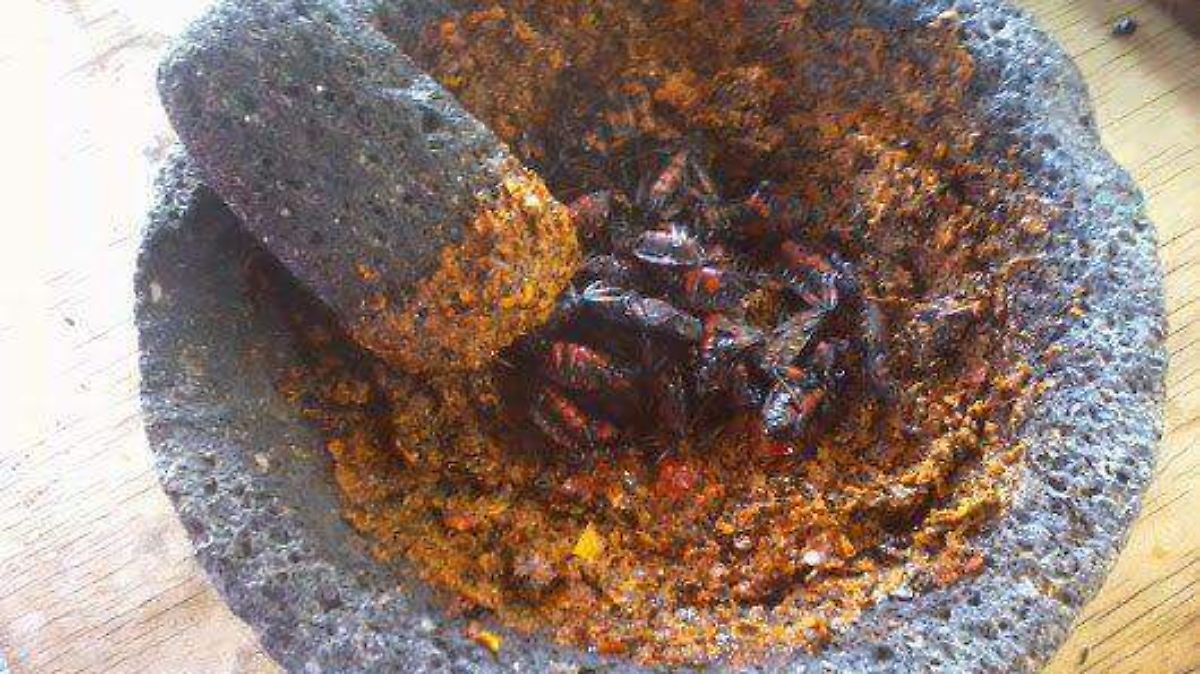 Tesoros culinarios de Hidalgo: 6 insectos más exquisitos de la región ...