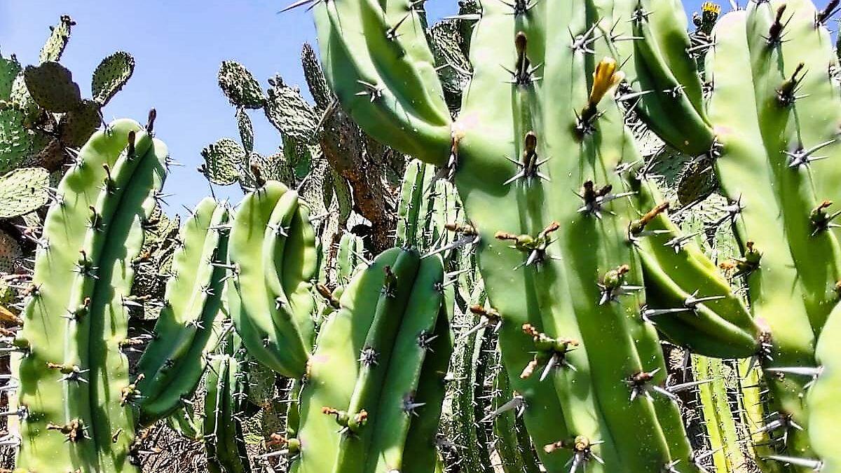 Flora endémica, en peligro de extinción - El Sol de Hidalgo | Noticias ...