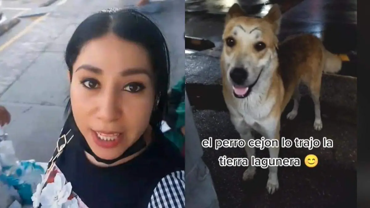 La burrera más famosa de Torreón y el perrito cejón: los tiktokeros ...