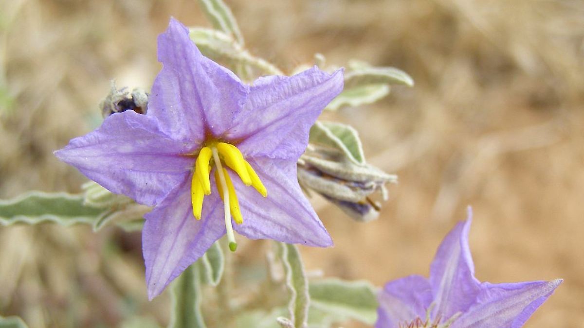 Flor trompillo es venenosa en humanos: afecta a cultivos y ganados - El ...