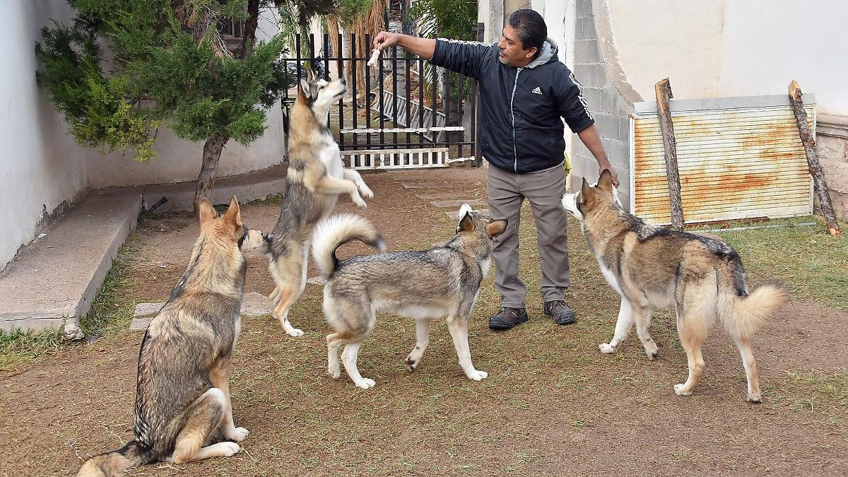 La familia que vive con 9 lobos en Torreón: “son un amor” - El Sol de ...