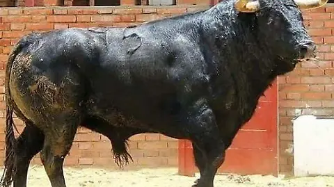 Toros De Lidia En Mexico