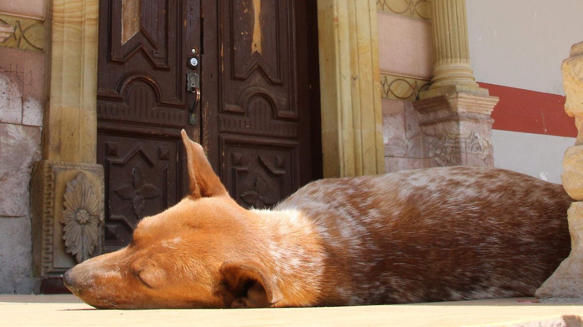 Suman 50 rescates de animales maltratados - El Sol del Centro ...