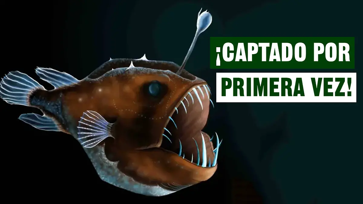 ANIMALES EXOTICOS EN HIDALGO: ¡Es realmente aterrador! Captan por ...