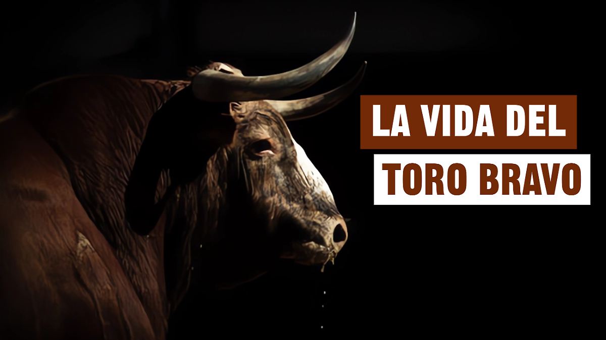 De la dehesa a la arena: Descubre la impresionante historia del toro ...