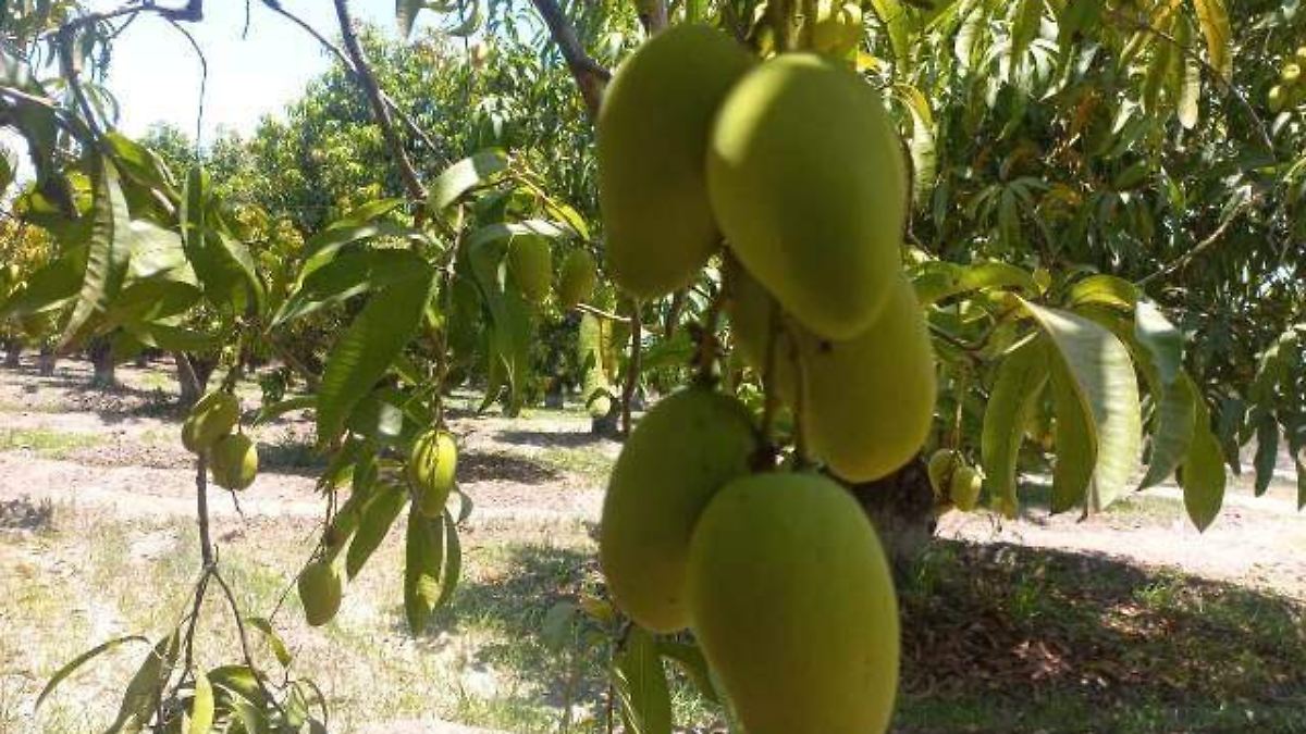 Huertos del sur de Sinaloa registran baja incidencia de la mosca de la ...