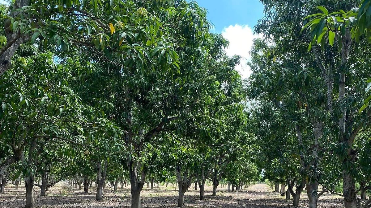 Alertan en el sur de Sinaloa caída en producción de mango; se puede ...
