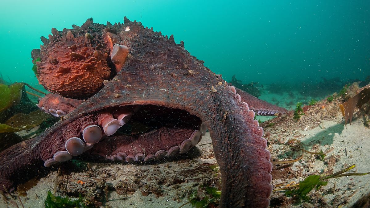 Revelan los secretos de los pulpos en un documental del misterioso animal - El Sol de México ...
