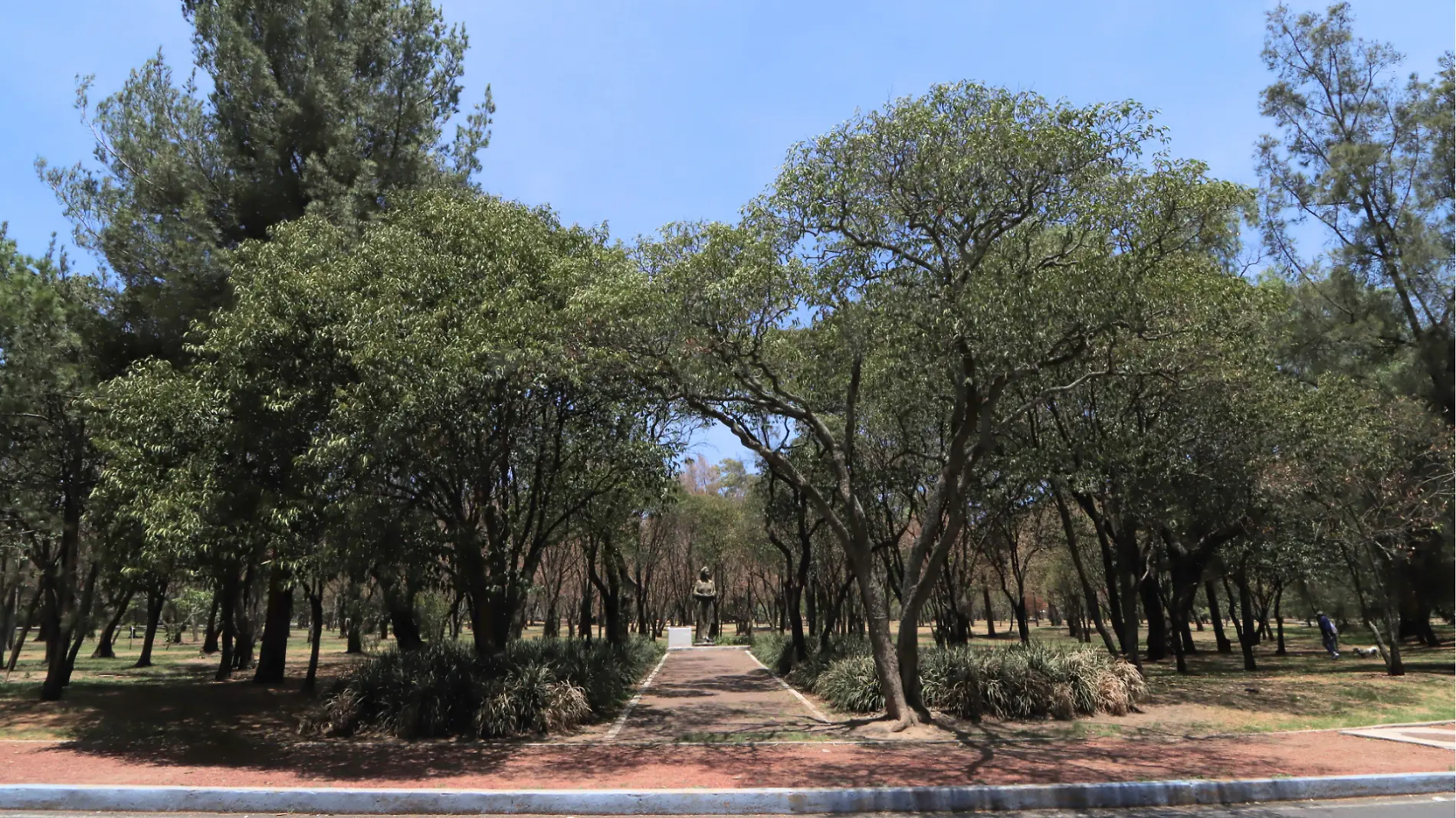 Adaptan Chapultepec al cambio climático: reforestan con especies ...