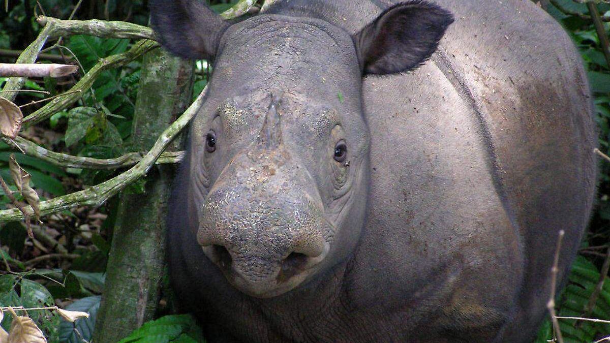 Descubren en Parque Nacional de Indonesia un rinoceronte Java, una ...