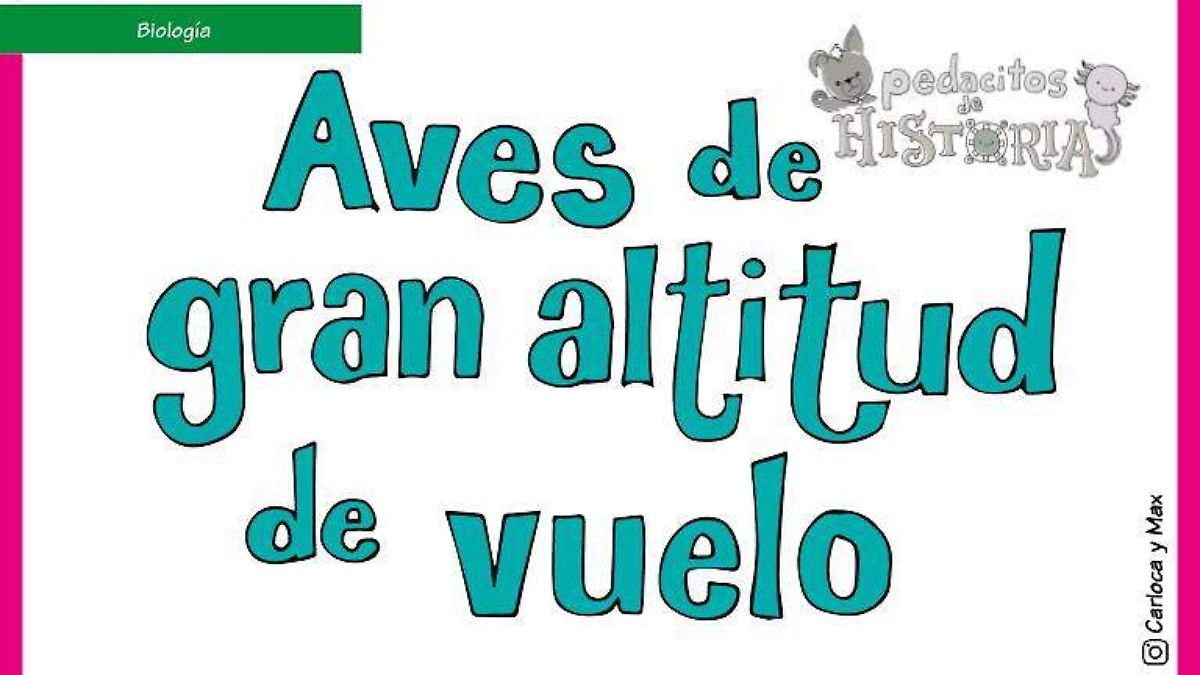 Los reyes del cielo: ¿cuáles son las aves que vuelan más alto? - El Sol ...