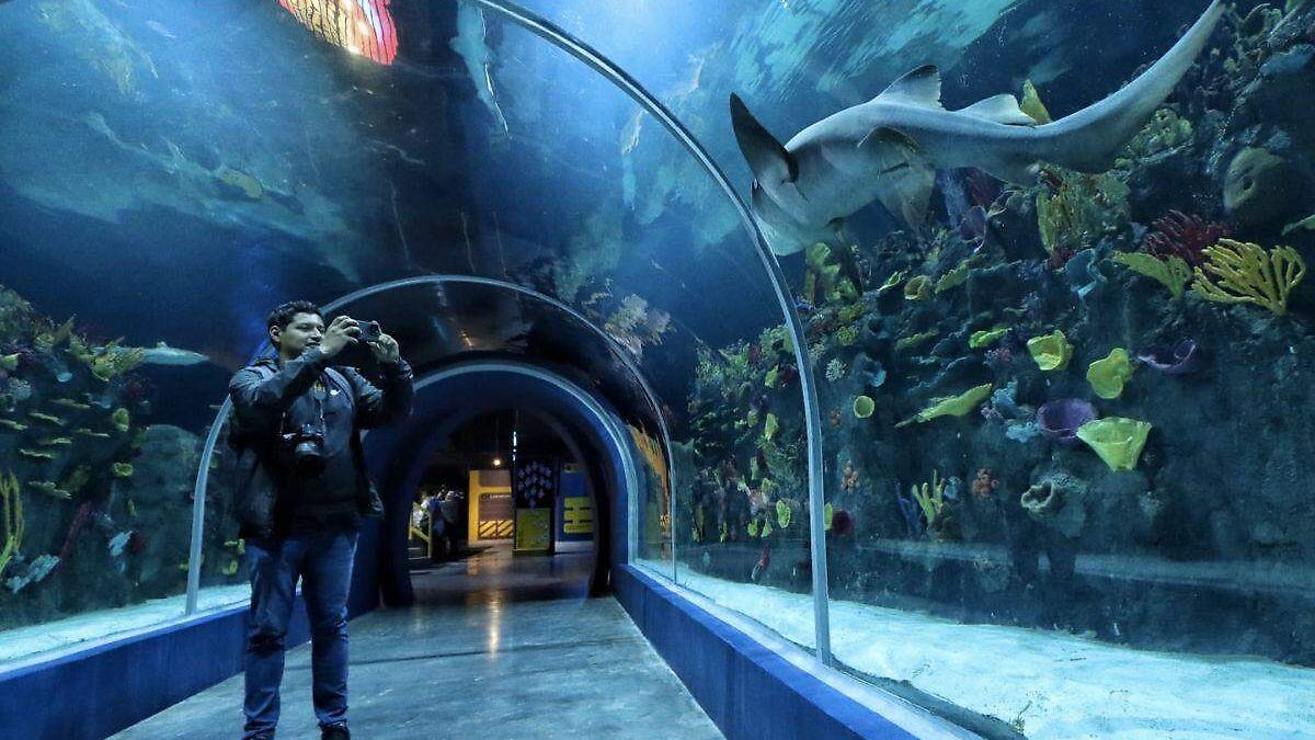 Acuario Michin en CDMX: horarios, costos y cómo llegar - El Sol de México