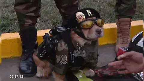 Perros Con Armas