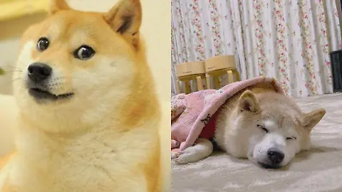 Meme De Perro Enfermo
