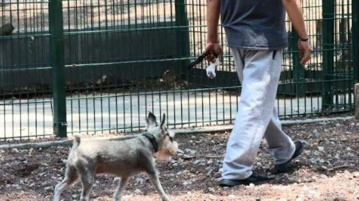 La Caca De Perro Se Vuelve Negra Con El Sol