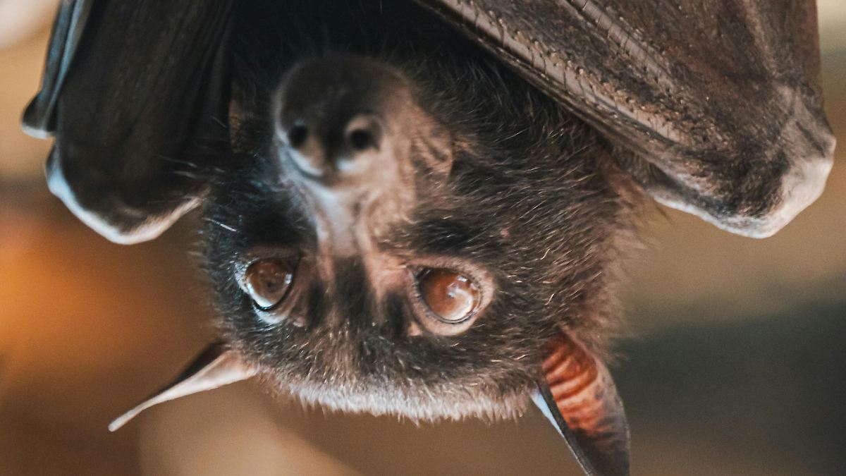 Noche de Murciélagos en CDMX en enero 2025; cuándo, dónde y actividades ...