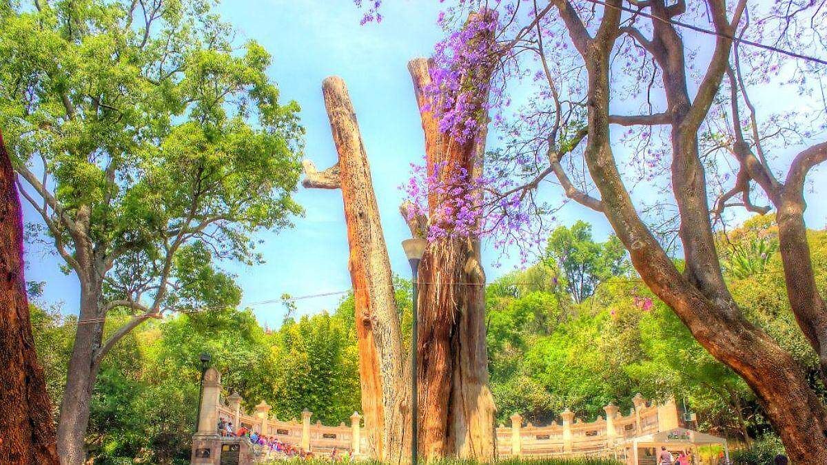 El Sargento: el ahuehuete de más de 500 años que se cree plantó ...